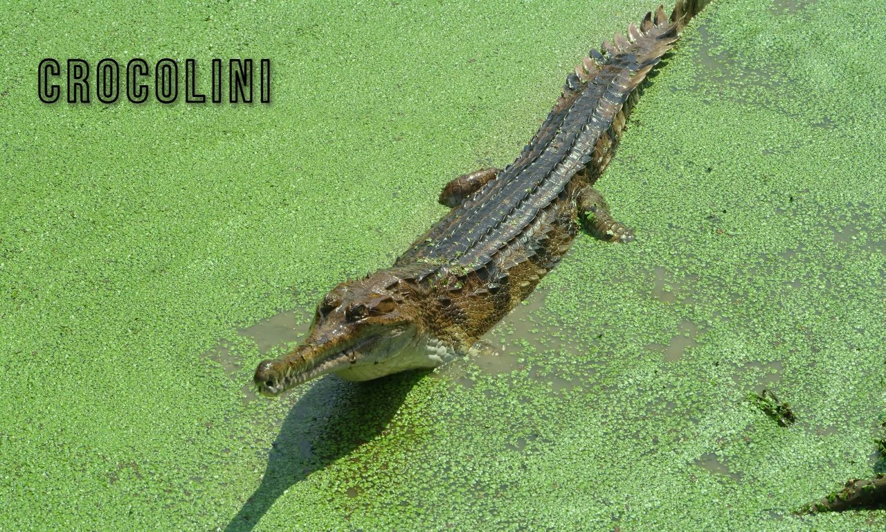 Crocolini in Nature: Their Habitat, Behavior, and Conservation Status ...